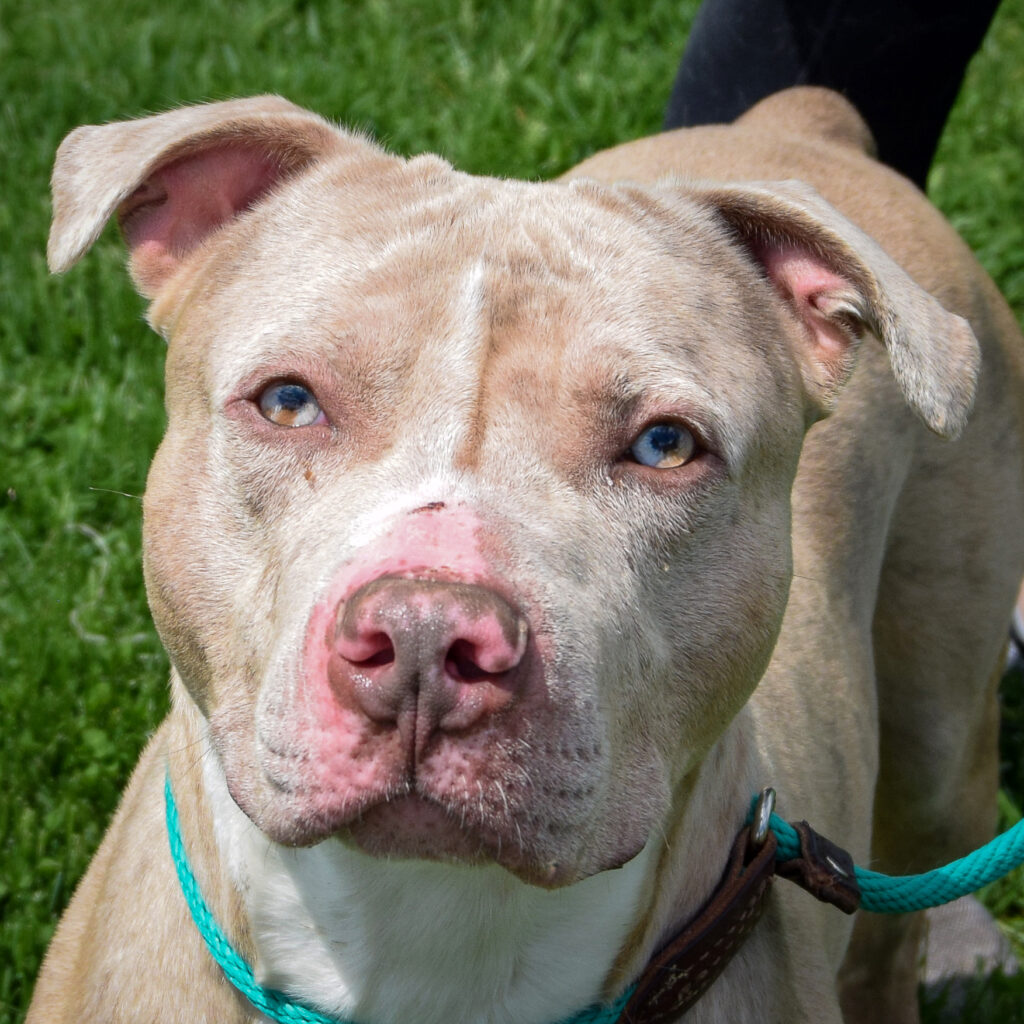 Carson - Animal House Shelter