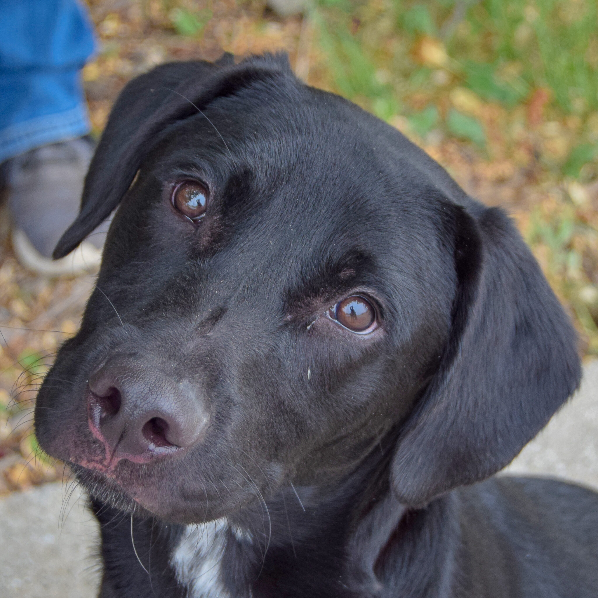 Emilio - Animal House Shelter
