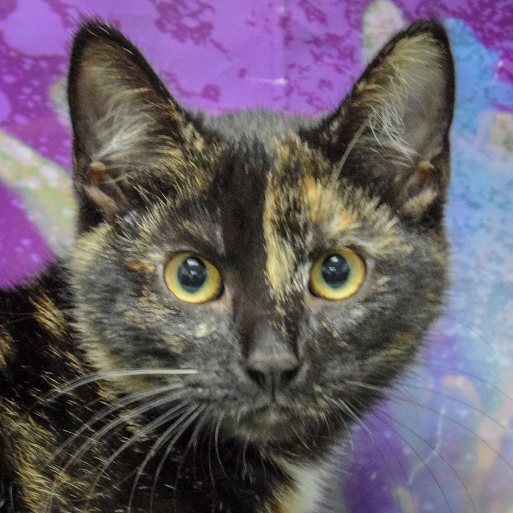 Fable - Animal House Shelter