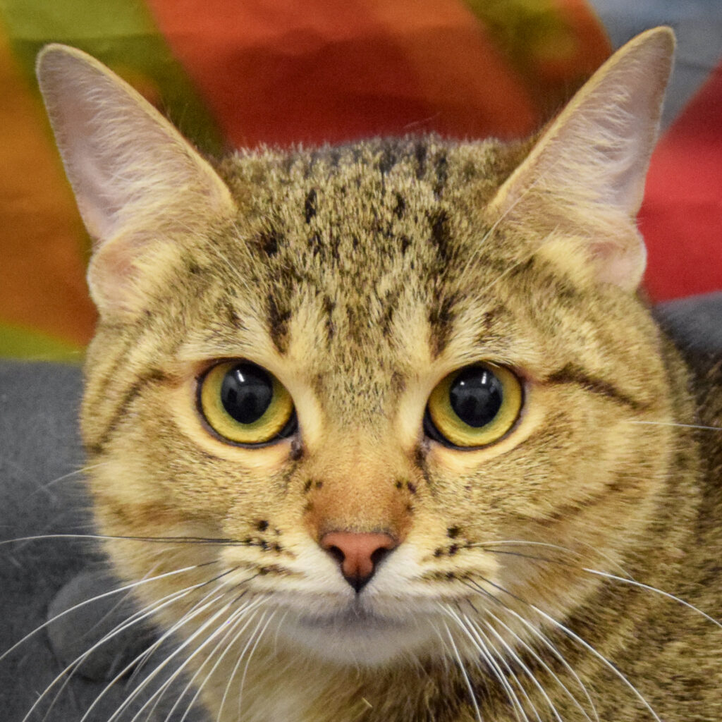 Friskey - Animal House Shelter