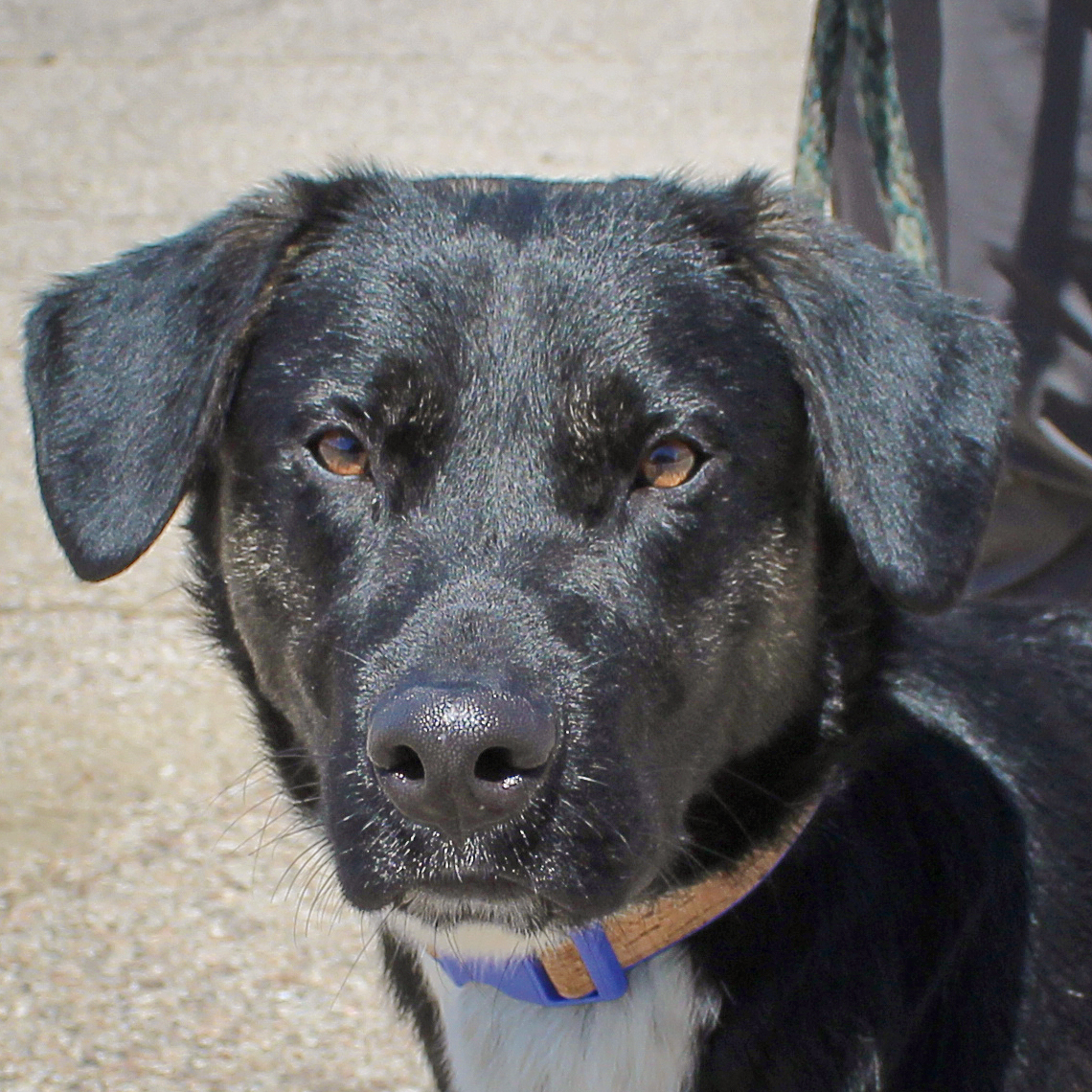 Luke - Animal House Shelter