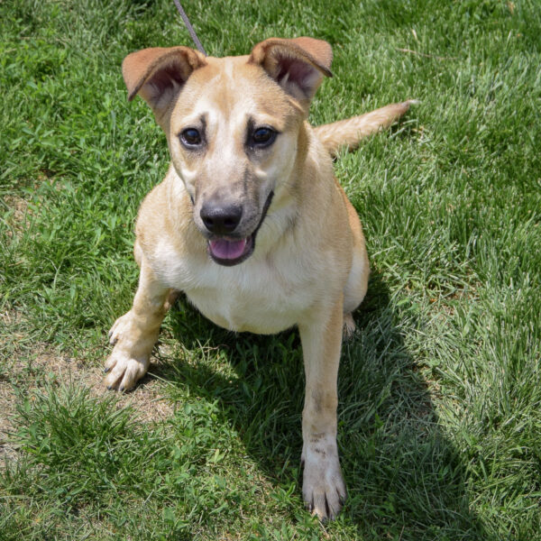 Meeka - Animal House Shelter