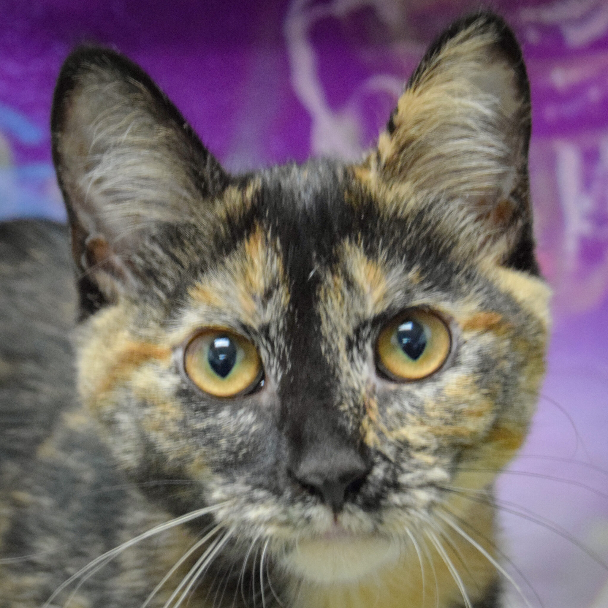 Mirage - Animal House Shelter