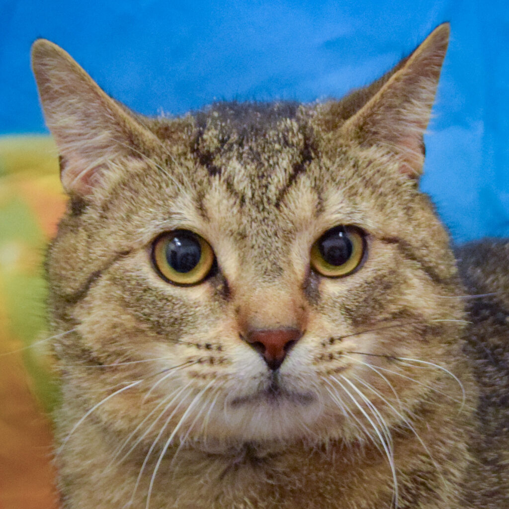 Samuel - Animal House Shelter