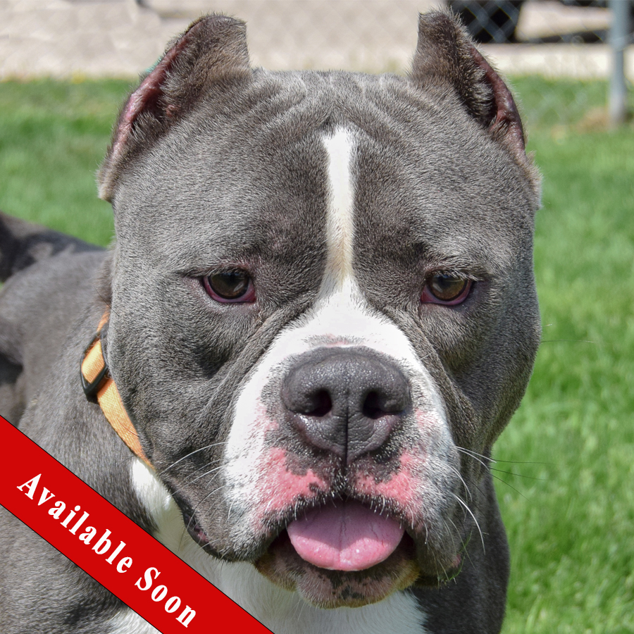 Spud - Animal House Shelter
