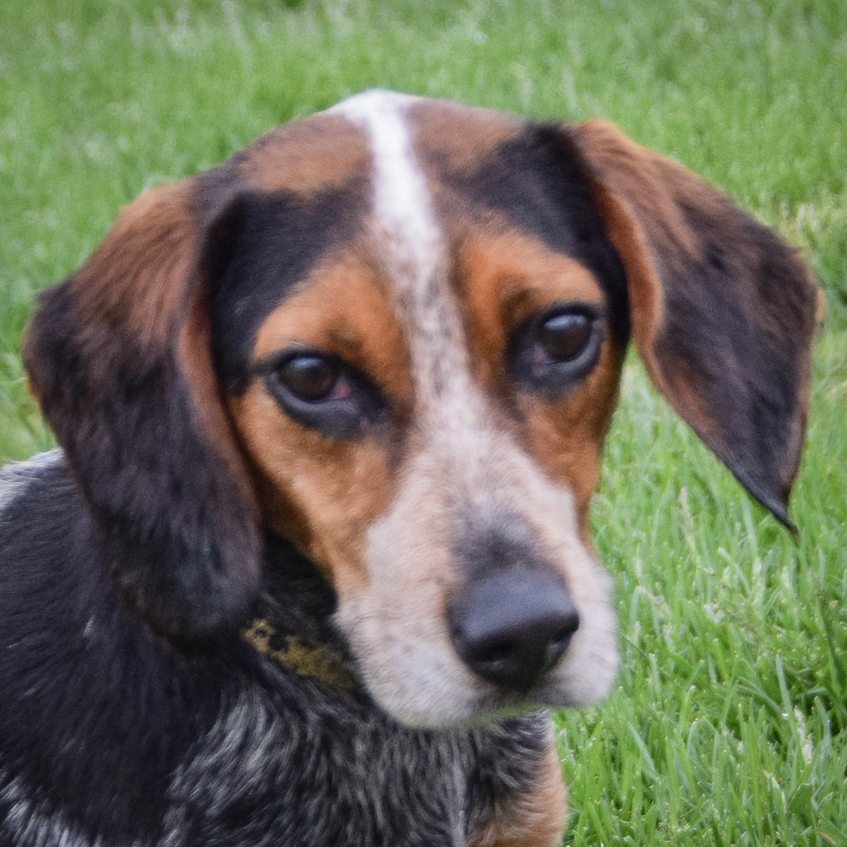 Waldo - Animal House Shelter