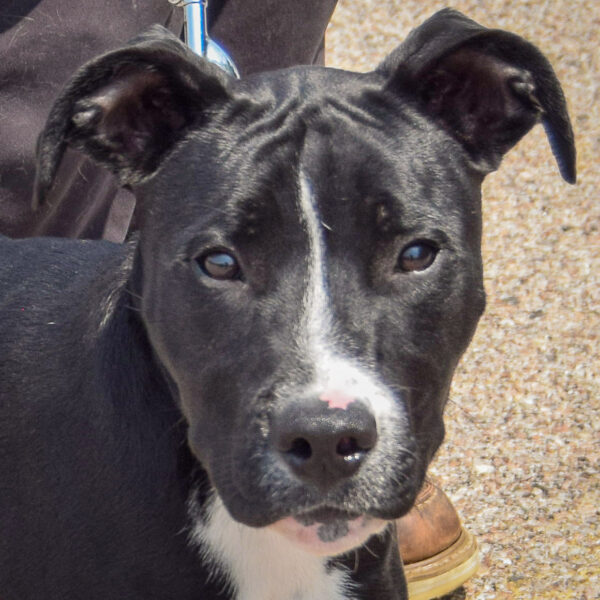 Bane - Animal House Shelter