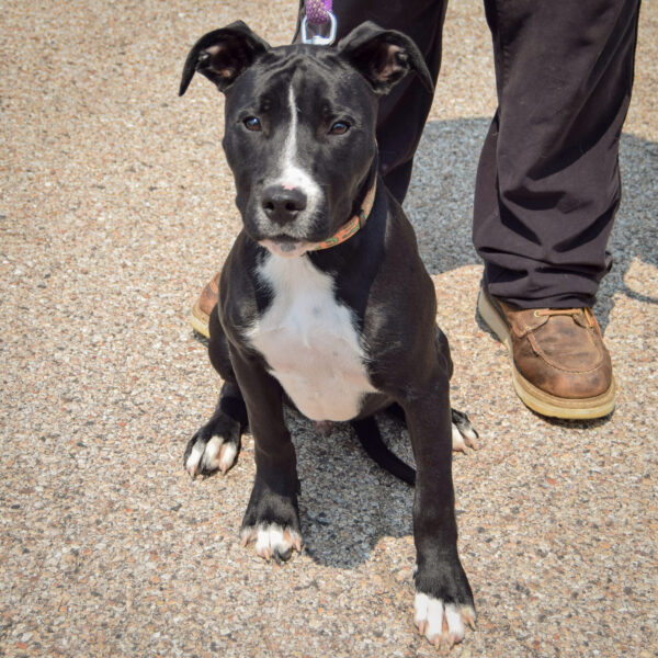 Bane - Animal House Shelter