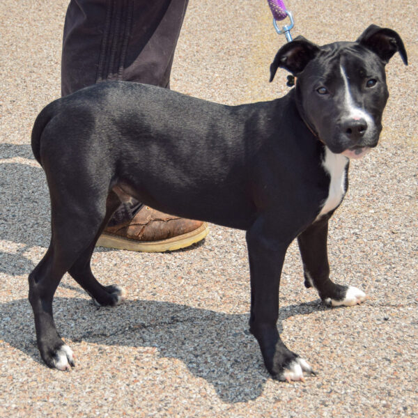 Bane - Animal House Shelter