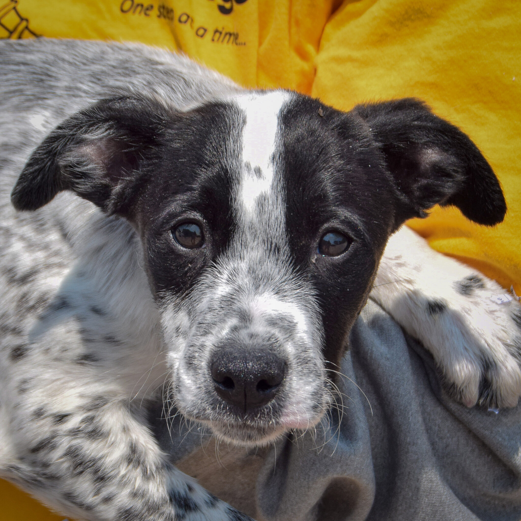 Chive - Animal House Shelter