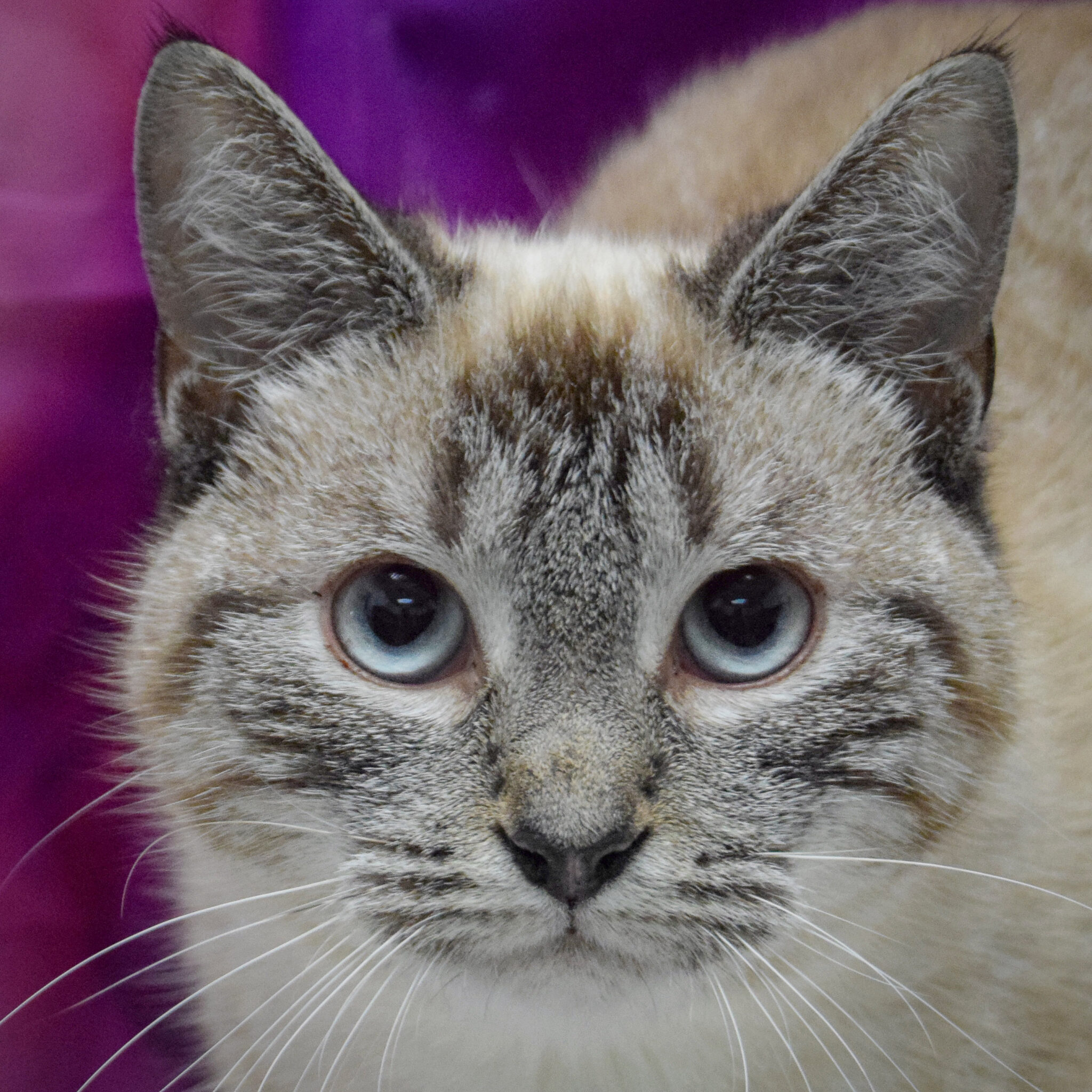 Cyril - Animal House Shelter