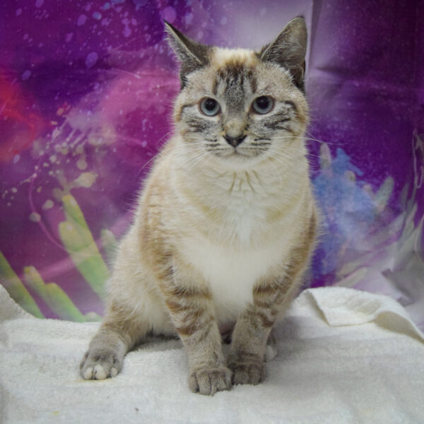 Cyril - Animal House Shelter