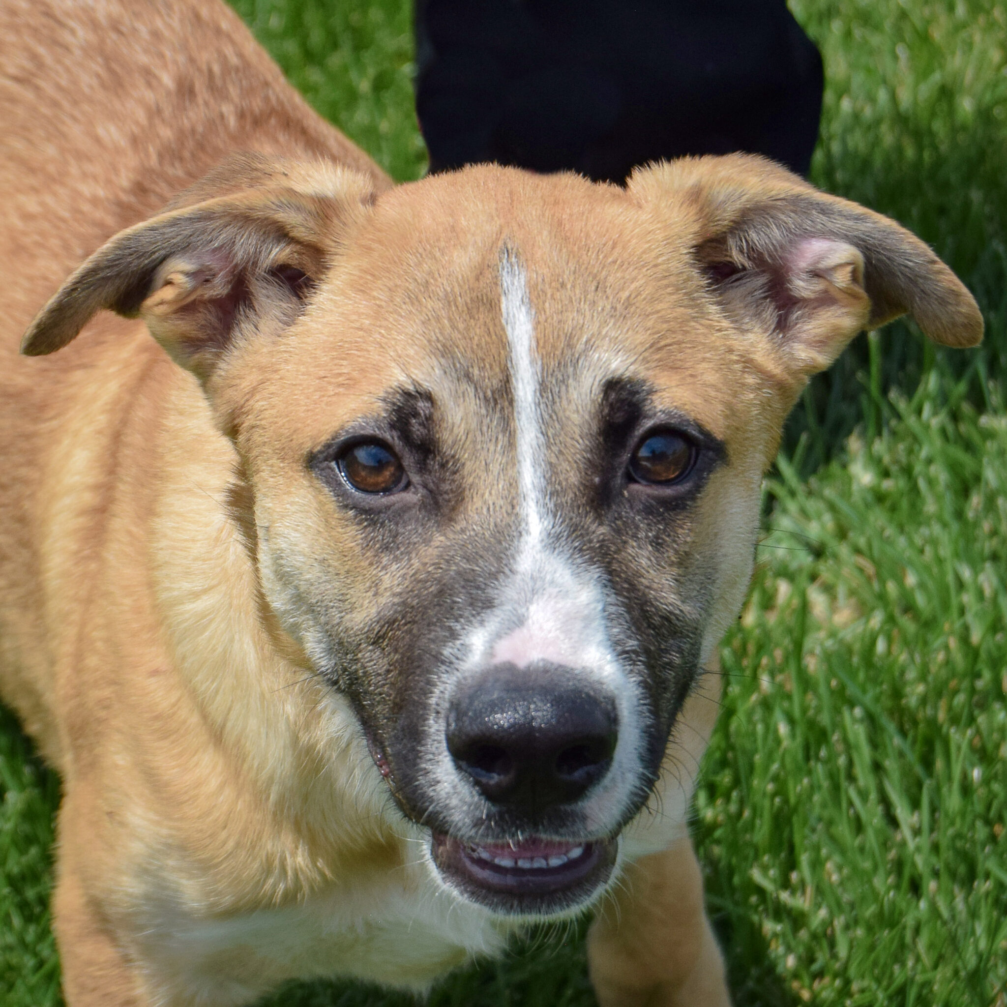 Dennis - Animal House Shelter