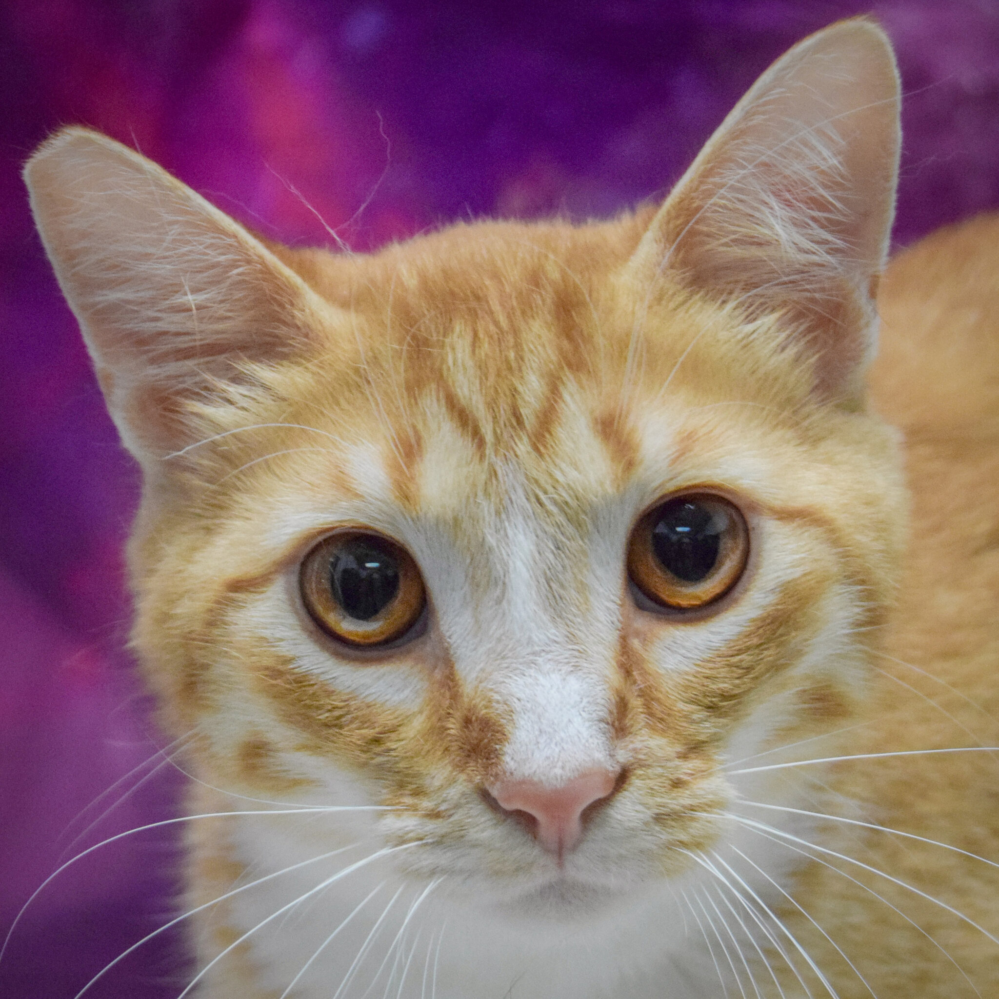 Fuzzy - Animal House Shelter