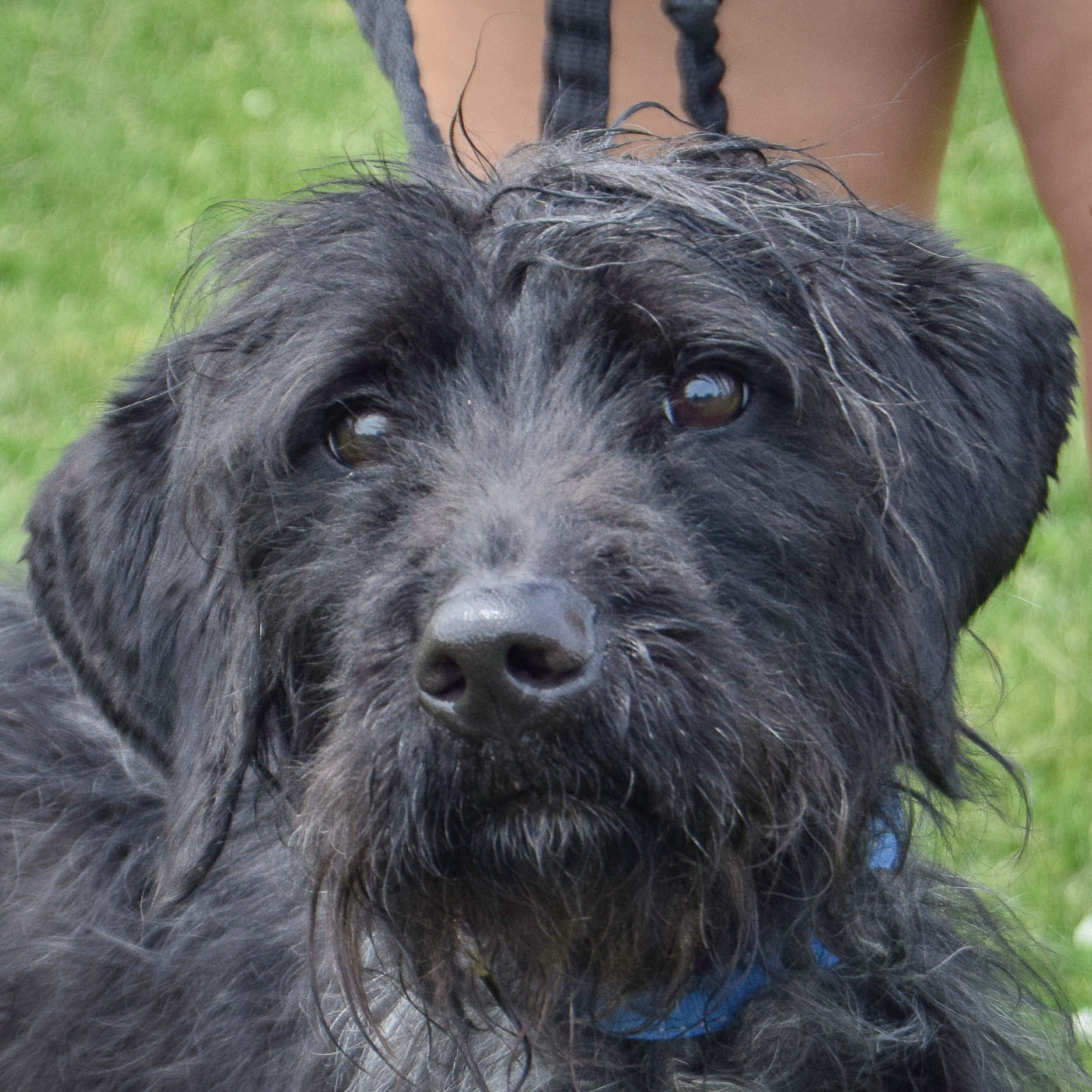 Greta - Animal House Shelter