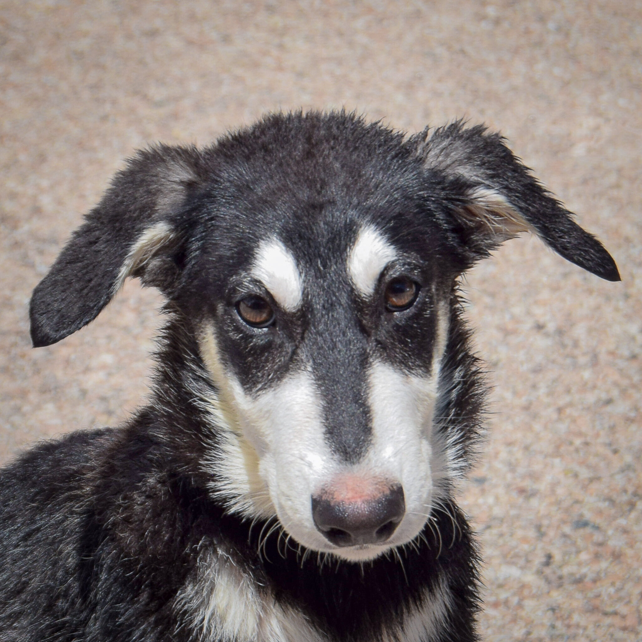 Jarvis - Animal House Shelter