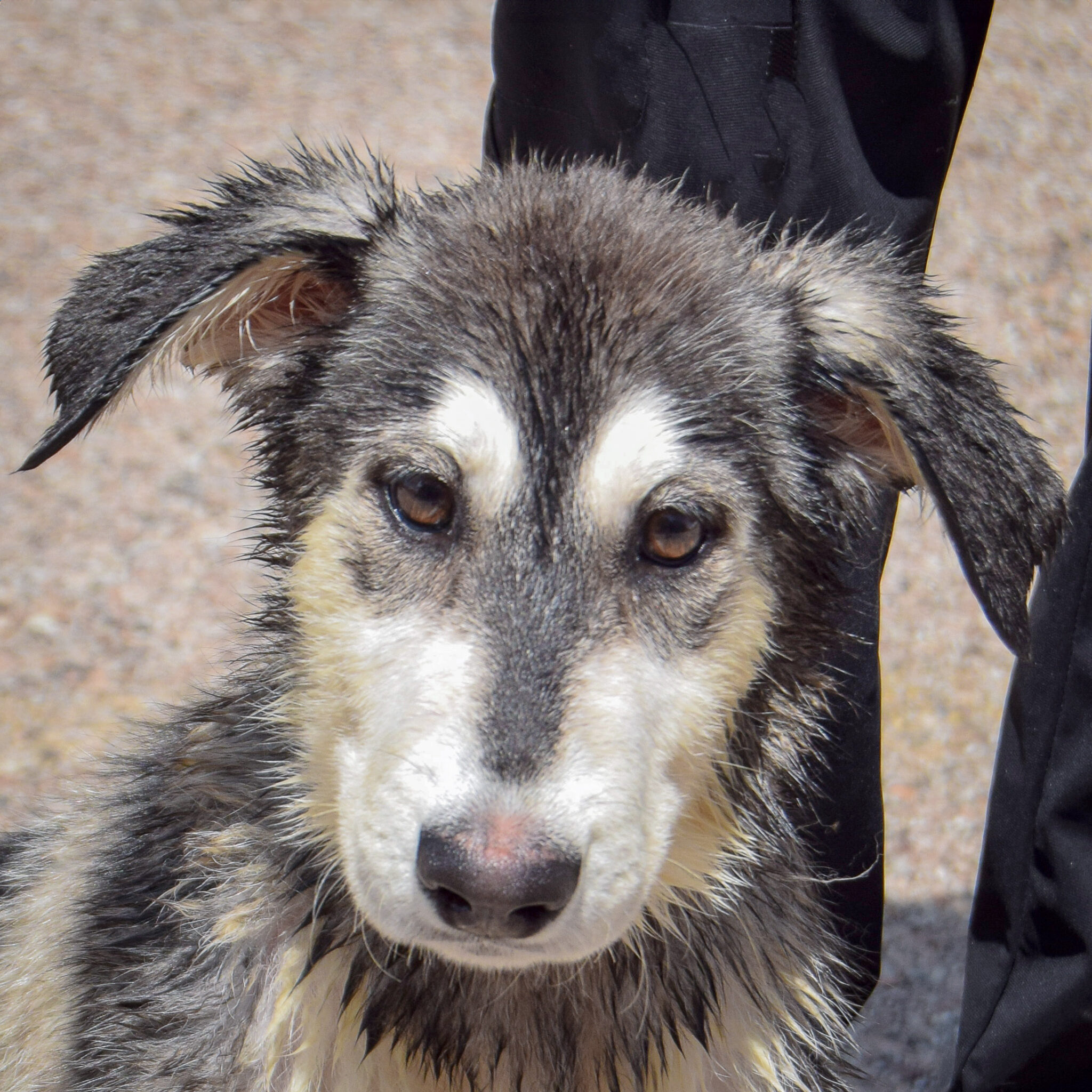 Jersey - Animal House Shelter