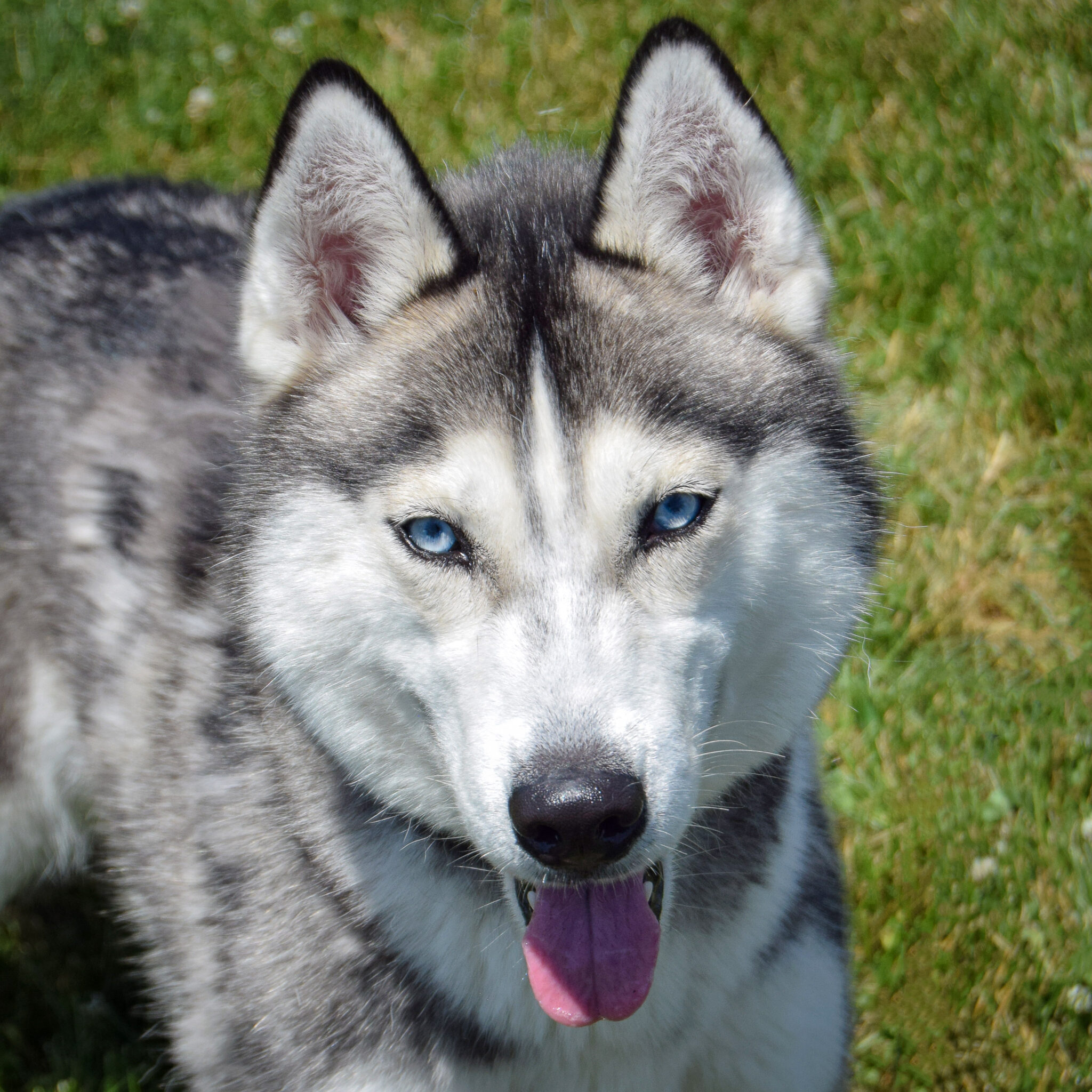 Keani - Animal House Shelter