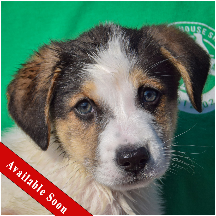 Liam - Animal House Shelter