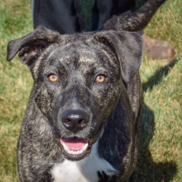 Mandy - Animal House Shelter