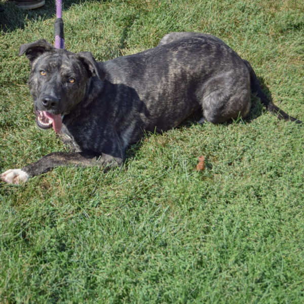 Mandy - Animal House Shelter