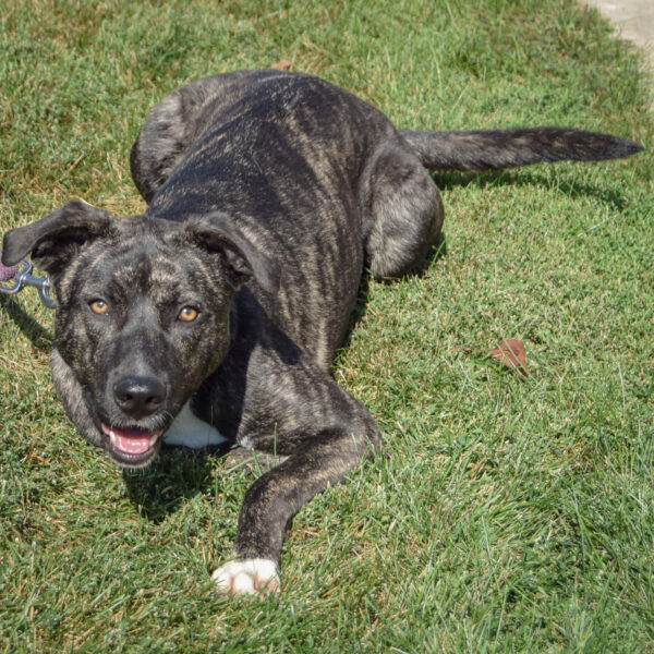 Mandy - Animal House Shelter