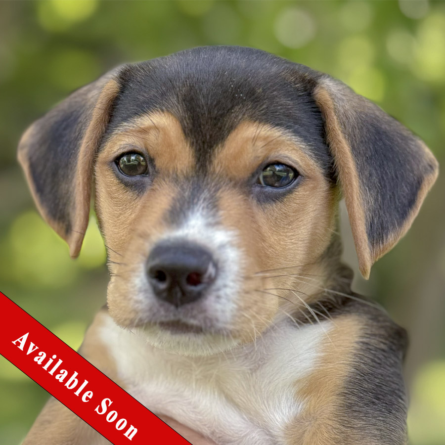 Preston - Animal House Shelter