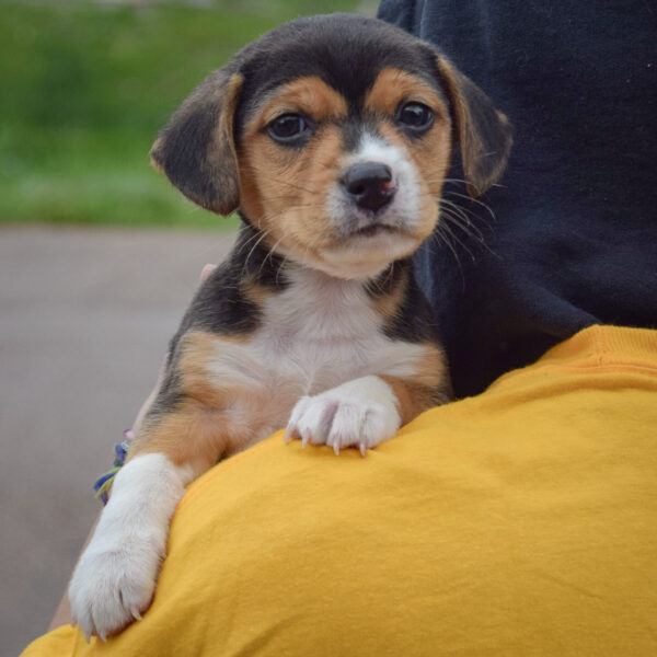 Preston - Animal House Shelter