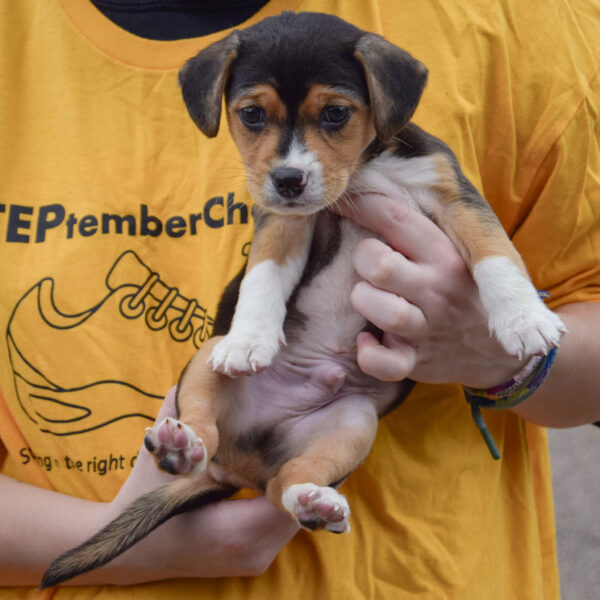 Preston - Animal House Shelter