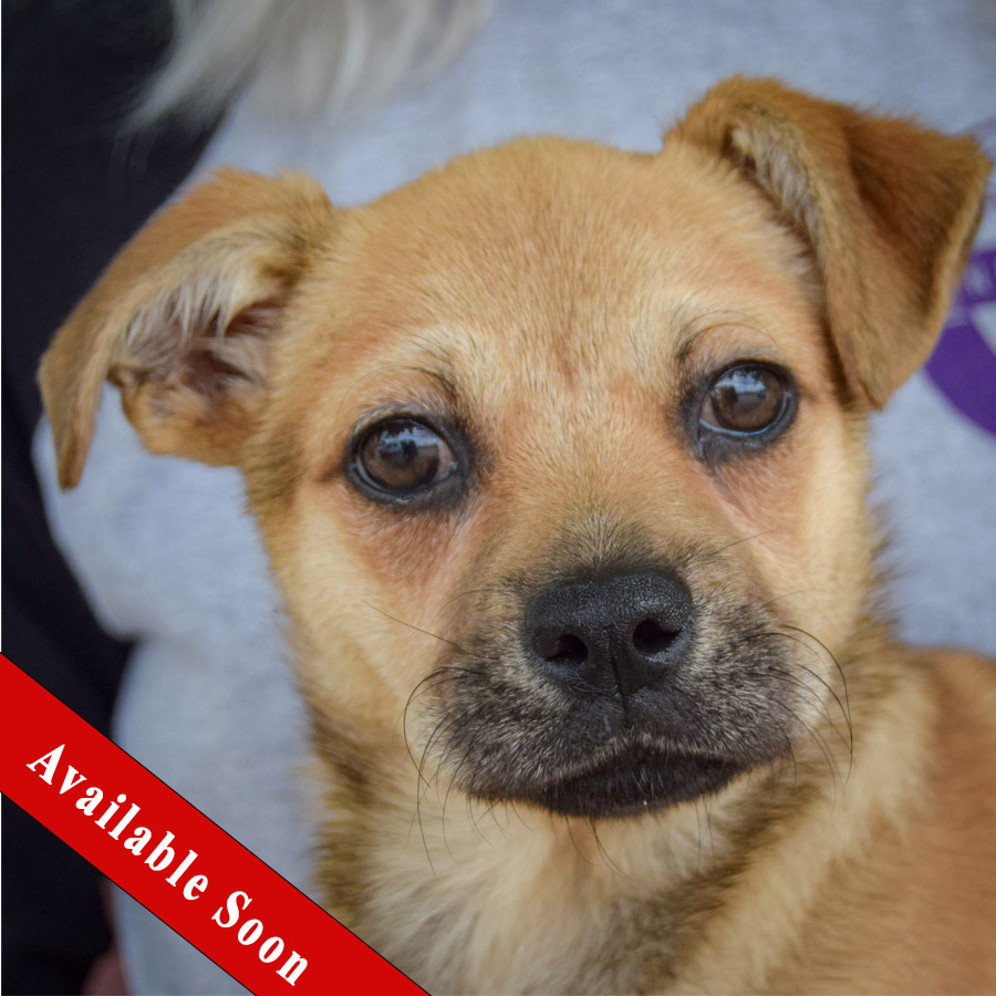 Tic Tac - Animal House Shelter