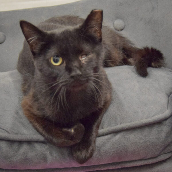 Ash - Animal House Shelter