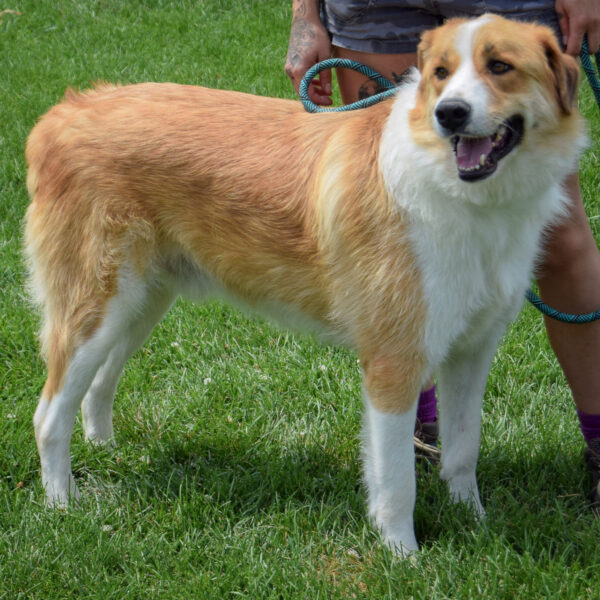 Bubba - Animal House Shelter