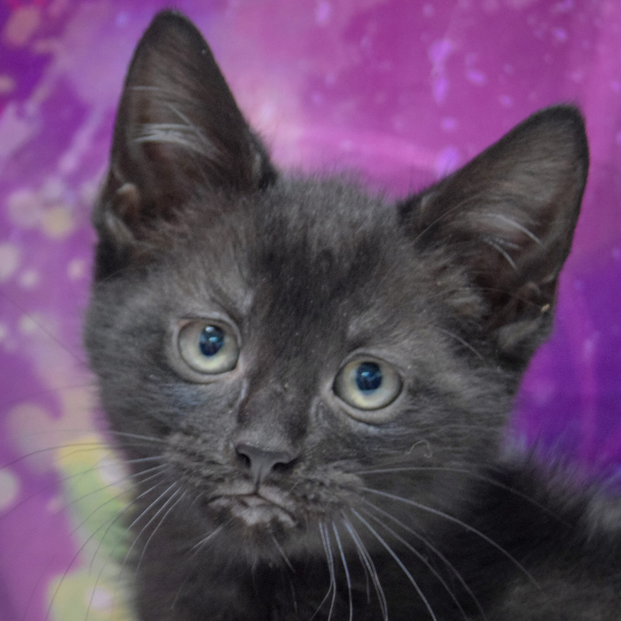 Coke - Animal House Shelter