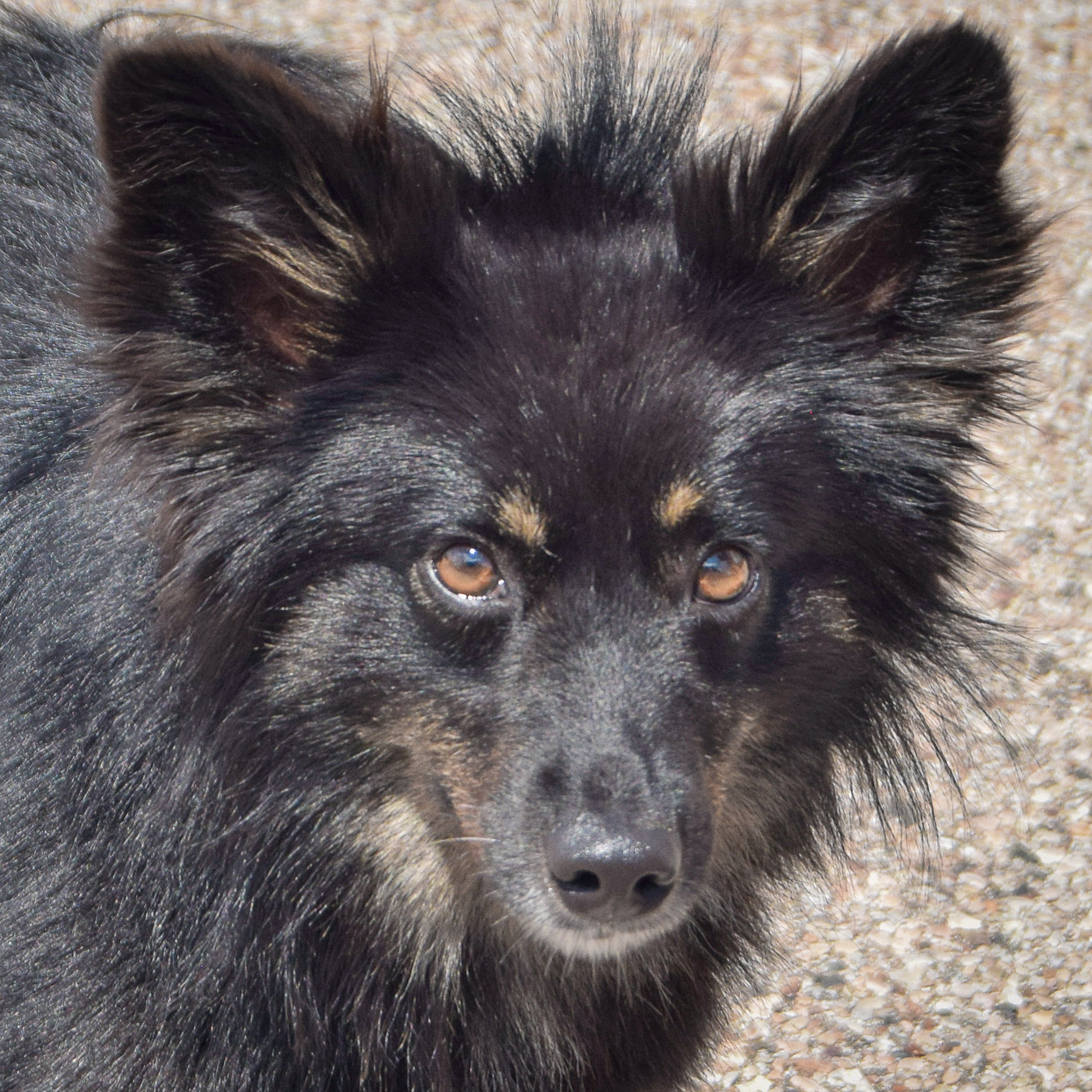 Diesel - Animal House Shelter