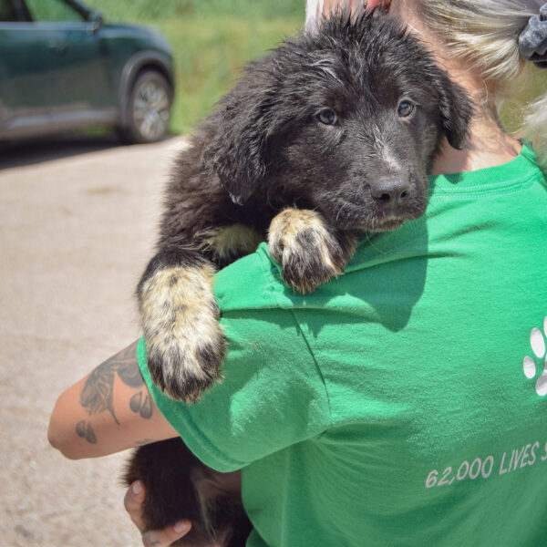 Doc - Animal House Shelter