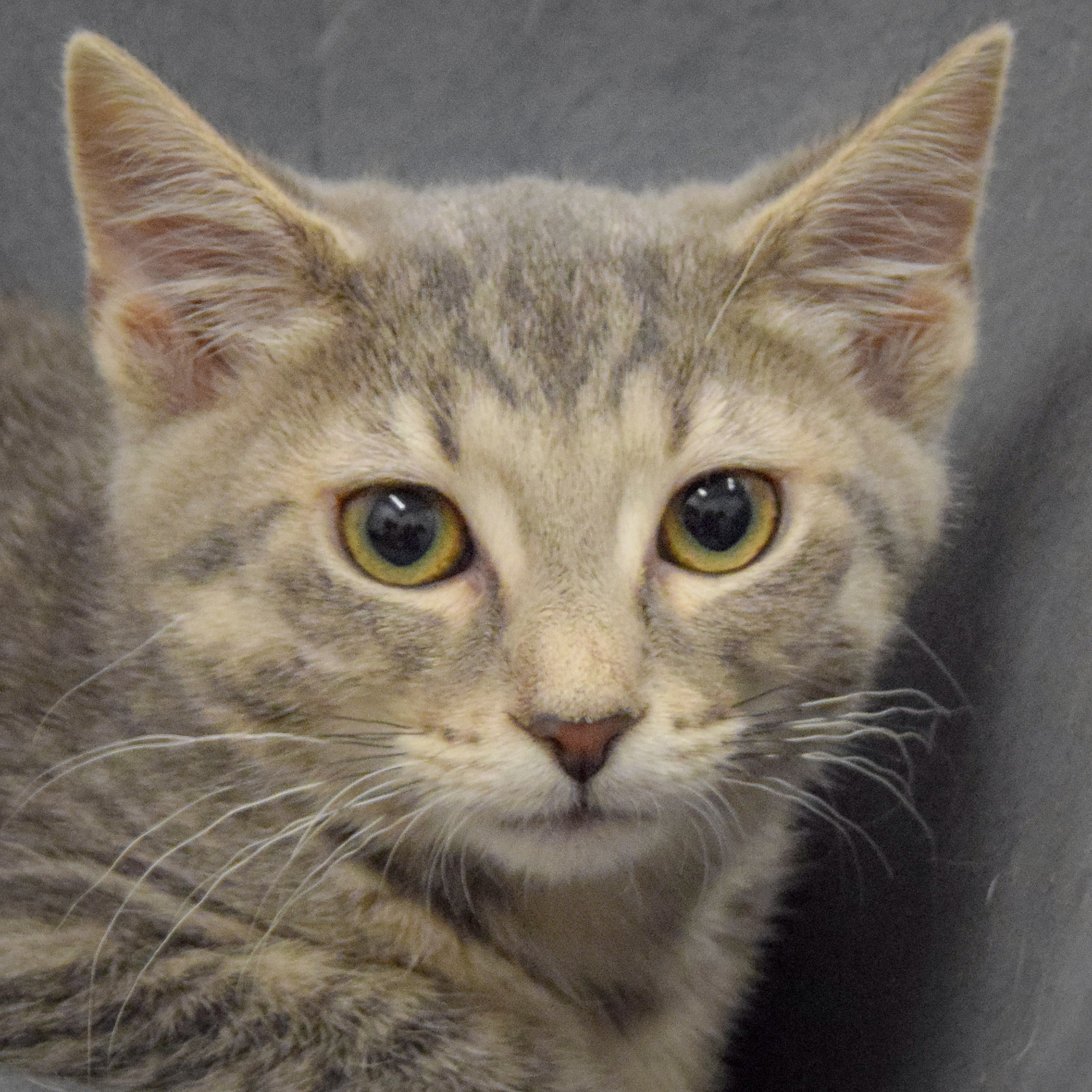 Donna - Animal House Shelter