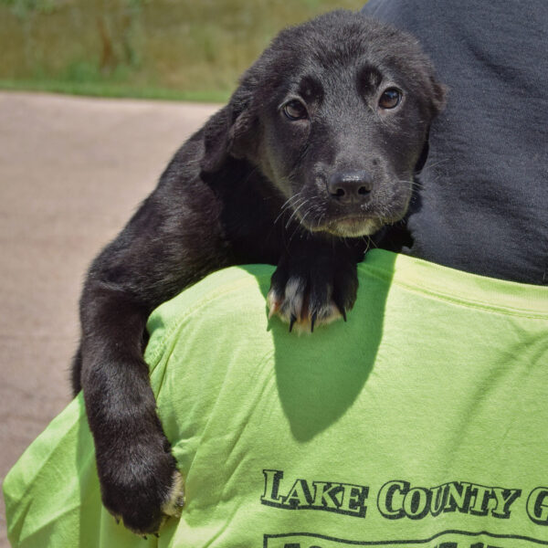 Dopey - Animal House Shelter