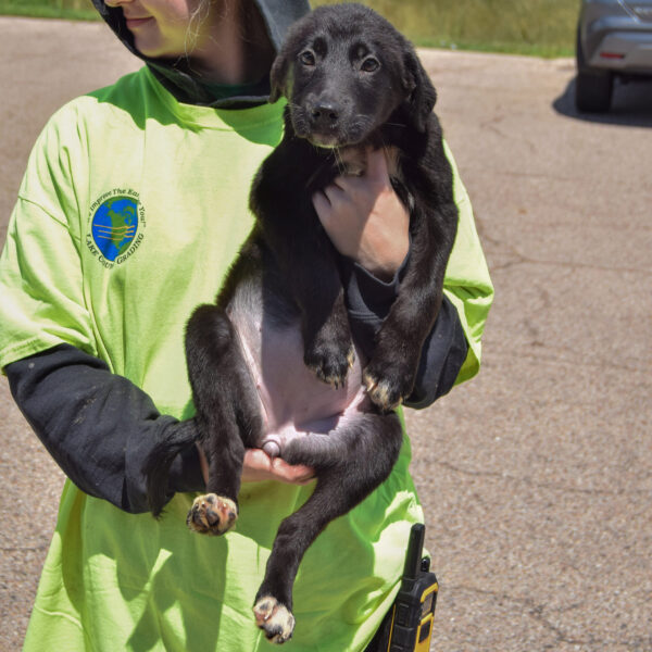 Dopey - Animal House Shelter