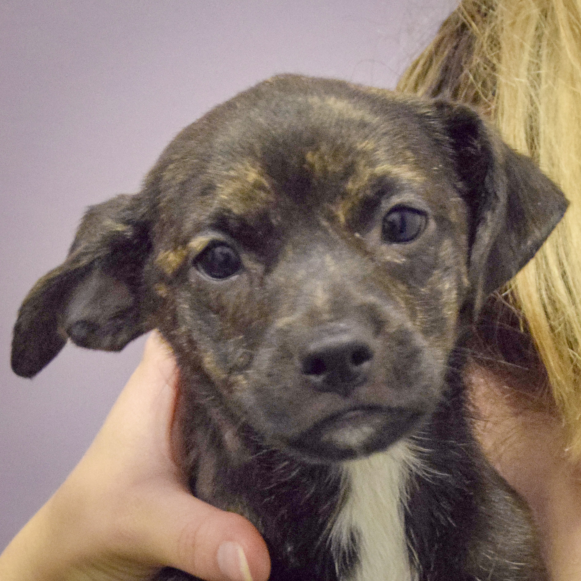 Eleanor - Animal House Shelter