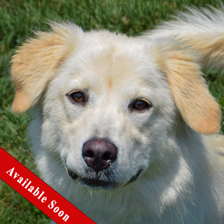 Elle - Animal House Shelter