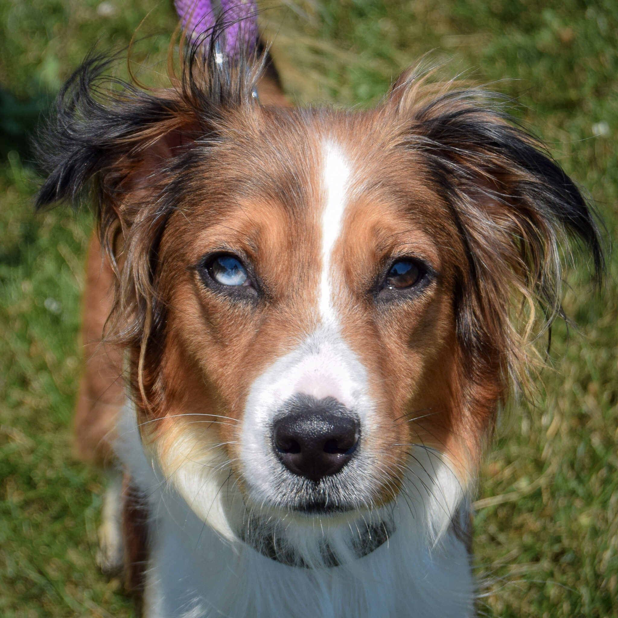 Gussie - Animal House Shelter