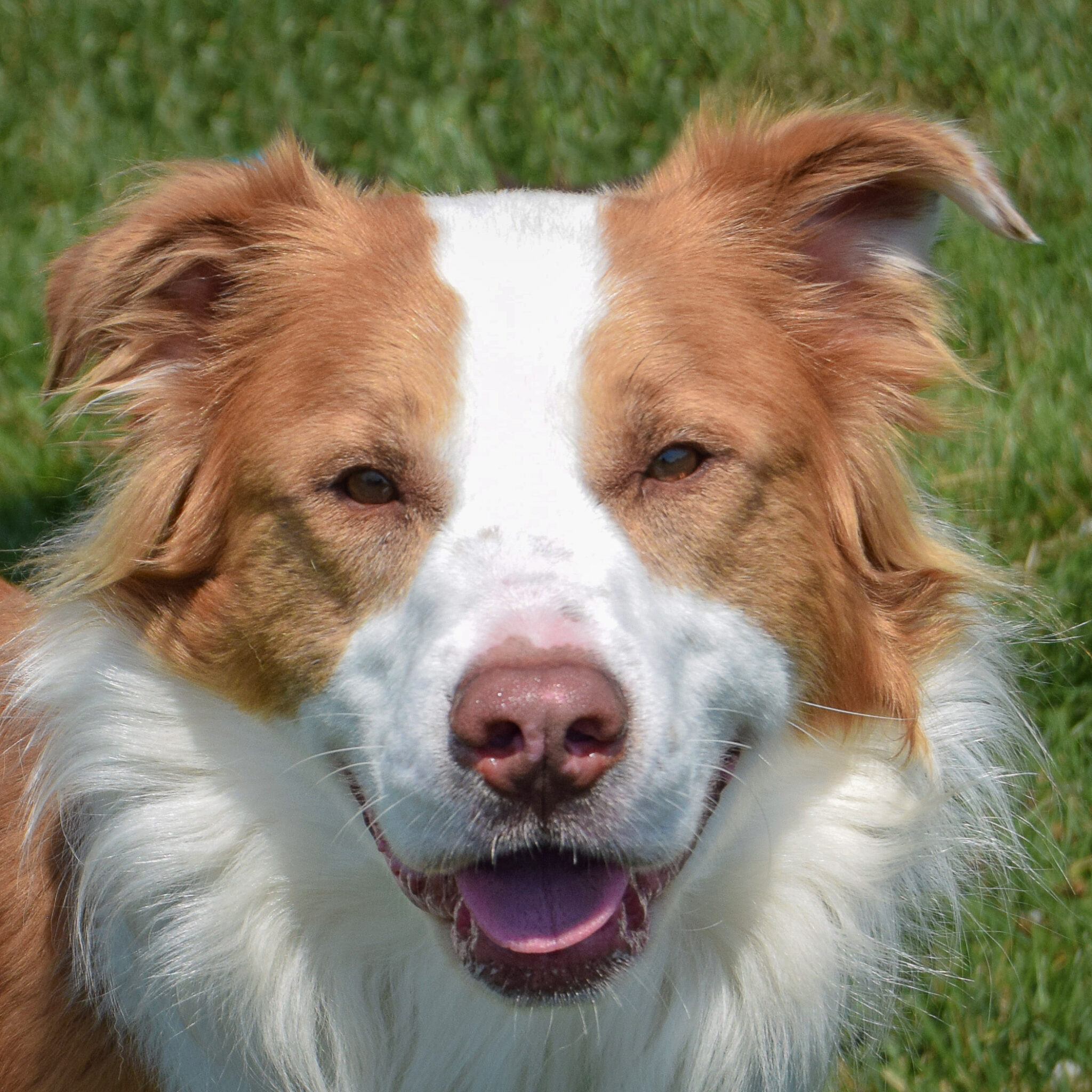 Harrison - Animal House Shelter