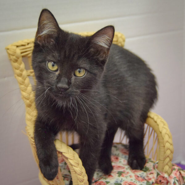 Hazel - Animal House Shelter