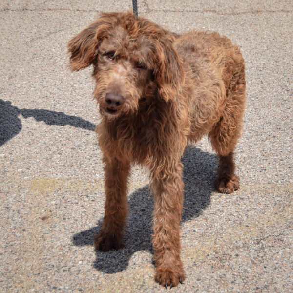 Hobo - Animal House Shelter