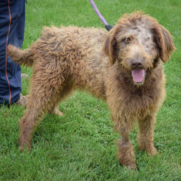 Hobo - Animal House Shelter