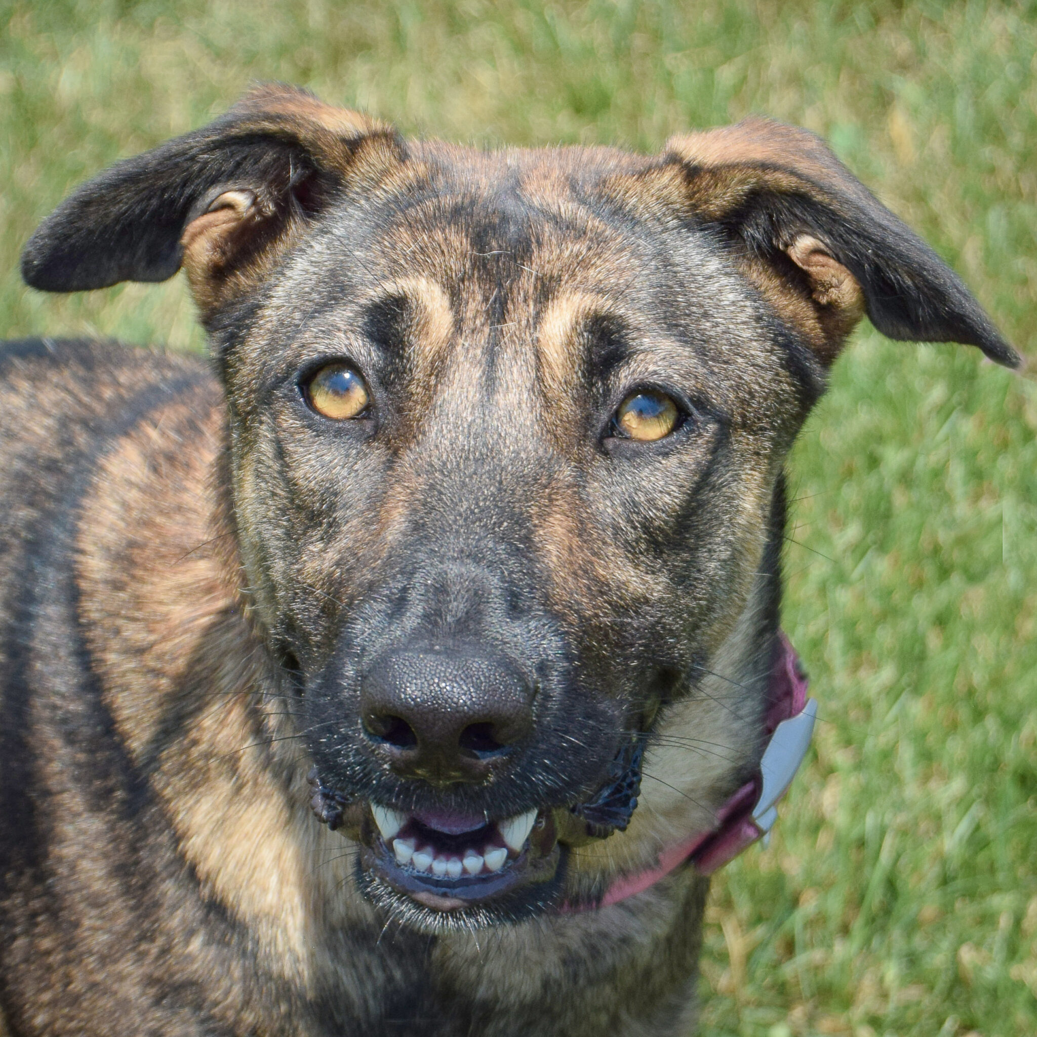 Jessica - Animal House Shelter