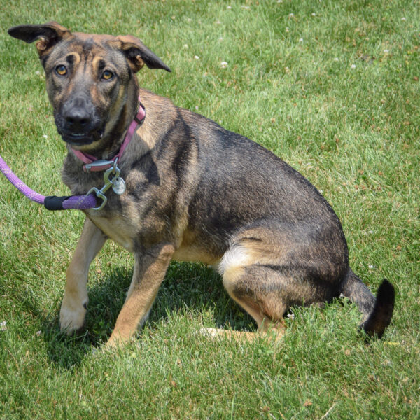 Jessica - Animal House Shelter