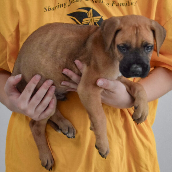 Kenzo - Animal House Shelter