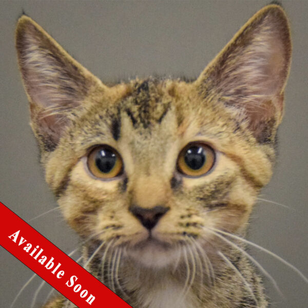 Marble Rye - Animal House Shelter