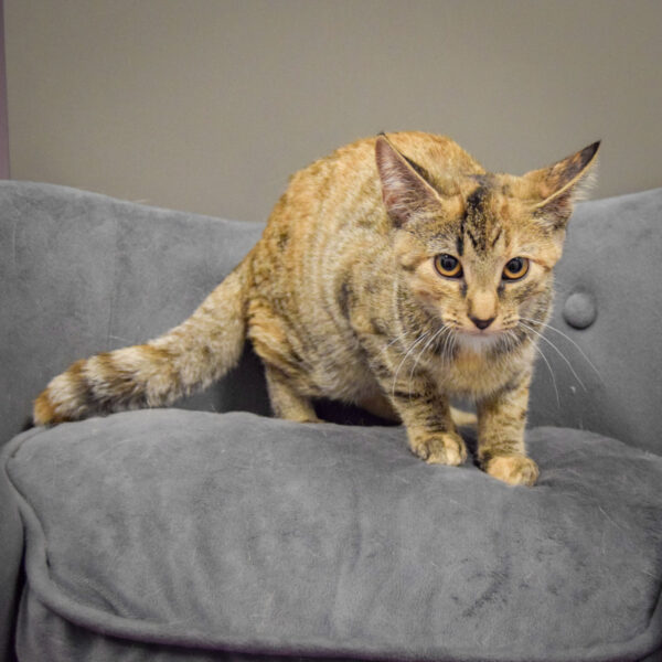 Marble Rye - Animal House Shelter